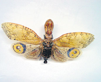 CRITICA EN LINEA: insecto cabeza de lagarto