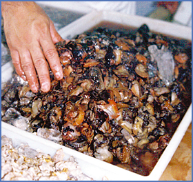 Inicia segunda veda de concha y longorón * Veda del longorón